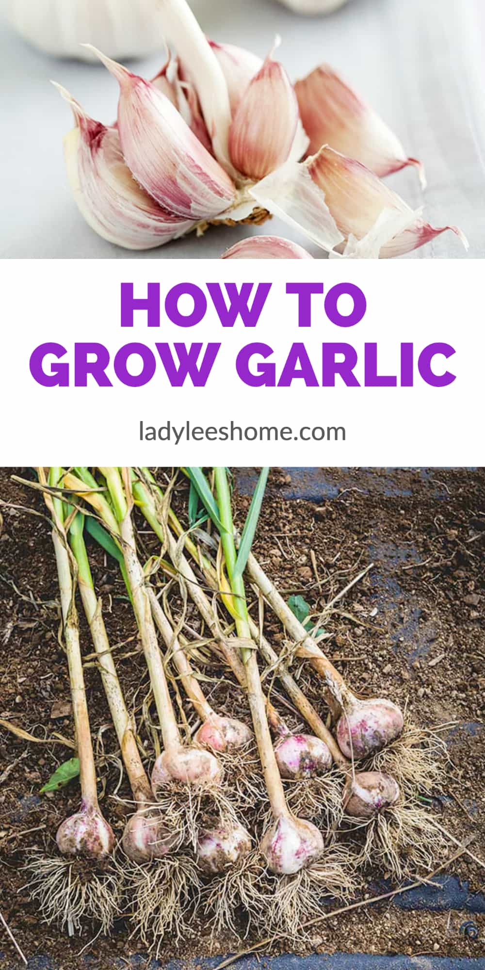 How to Grow Garlic - Lady Lee's Home