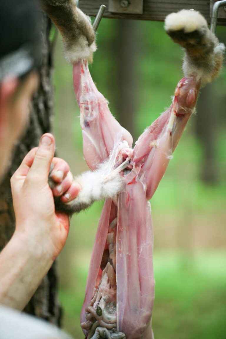 How to Butcher a Rabbit - Lady Lee's Home