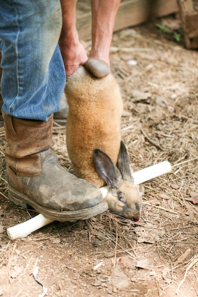 How to Butcher a Rabbit - Lady Lee's Home