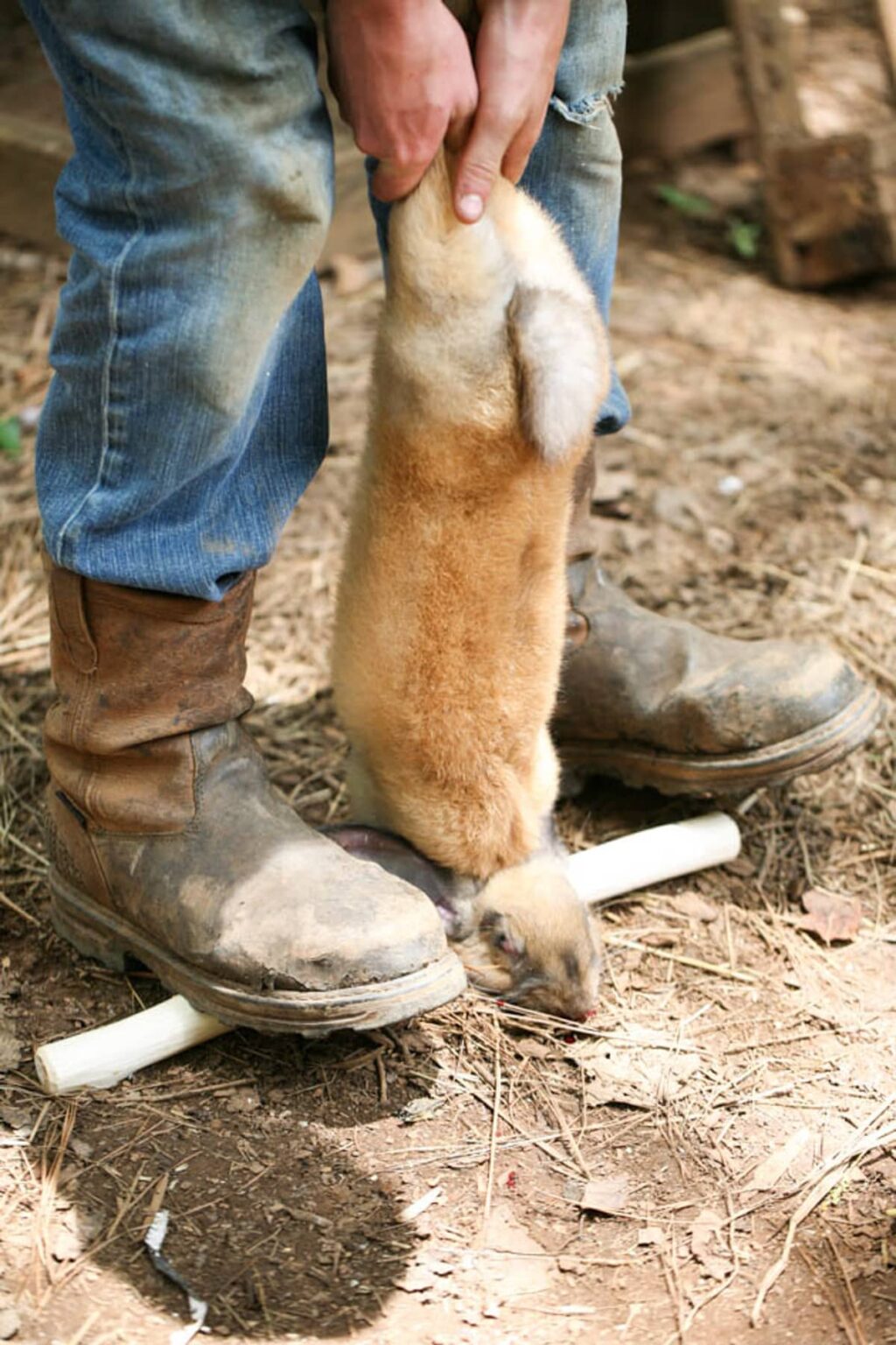 How to Butcher a Rabbit - Lady Lee's Home
