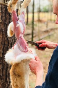 How to Tan A Rabbit Hide - Lady Lee's Home