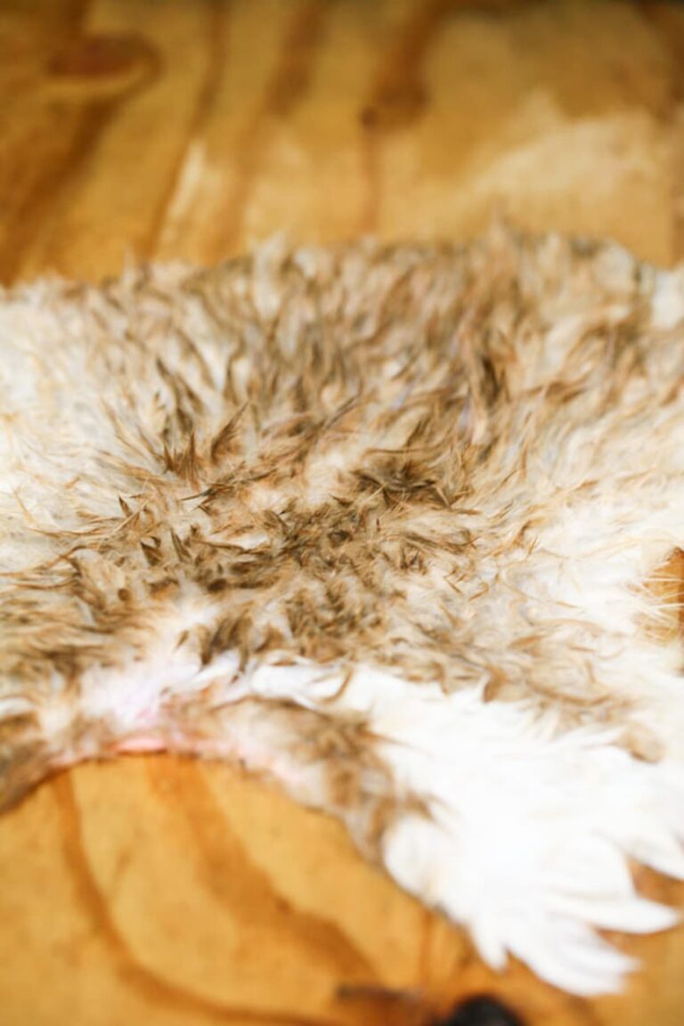 How to Tan A Rabbit Hide - Lady Lee's Home