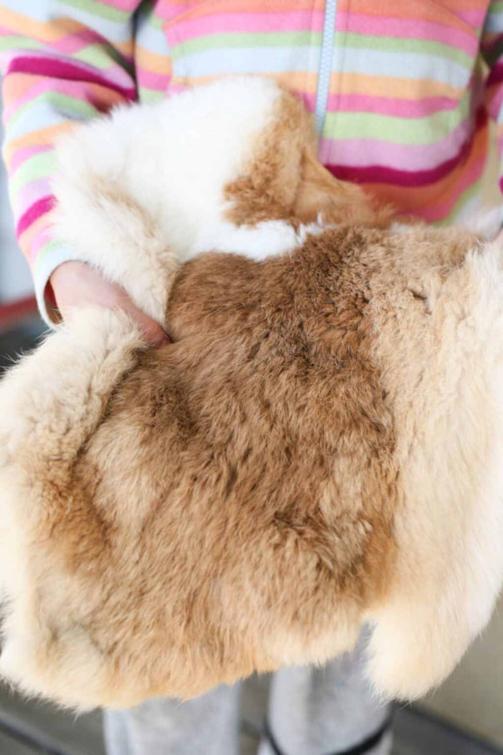 How to Process Buckwheat Without a Grain Mill - Lady Lee's Home